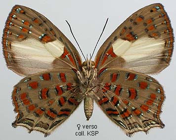 Papua Insects Foundation (Lepidoptera/Lycaenidae/Lycaeninae ...